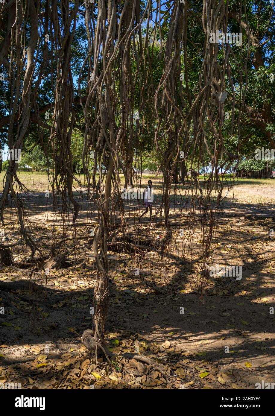 Huge trees along the white Nile, Central Equatoria, Terekeka, South ...