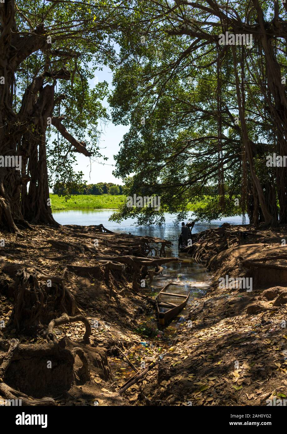 Huge trees along the white Nile, Central Equatoria, Terekeka, South ...
