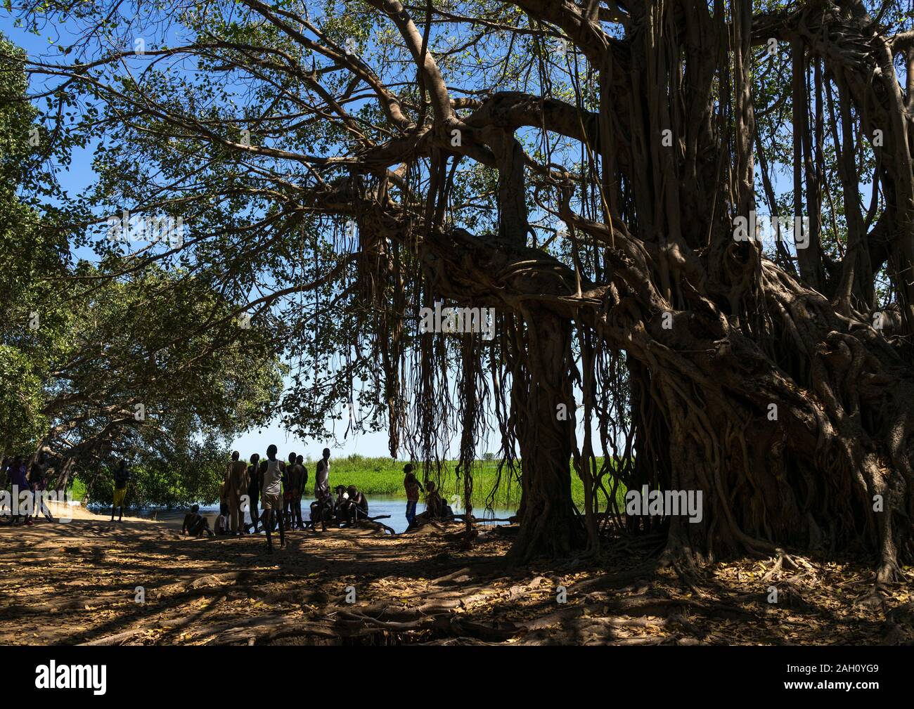 Huge trees on the white Nile, Central Equatoria, Terekeka, South Sudan ...