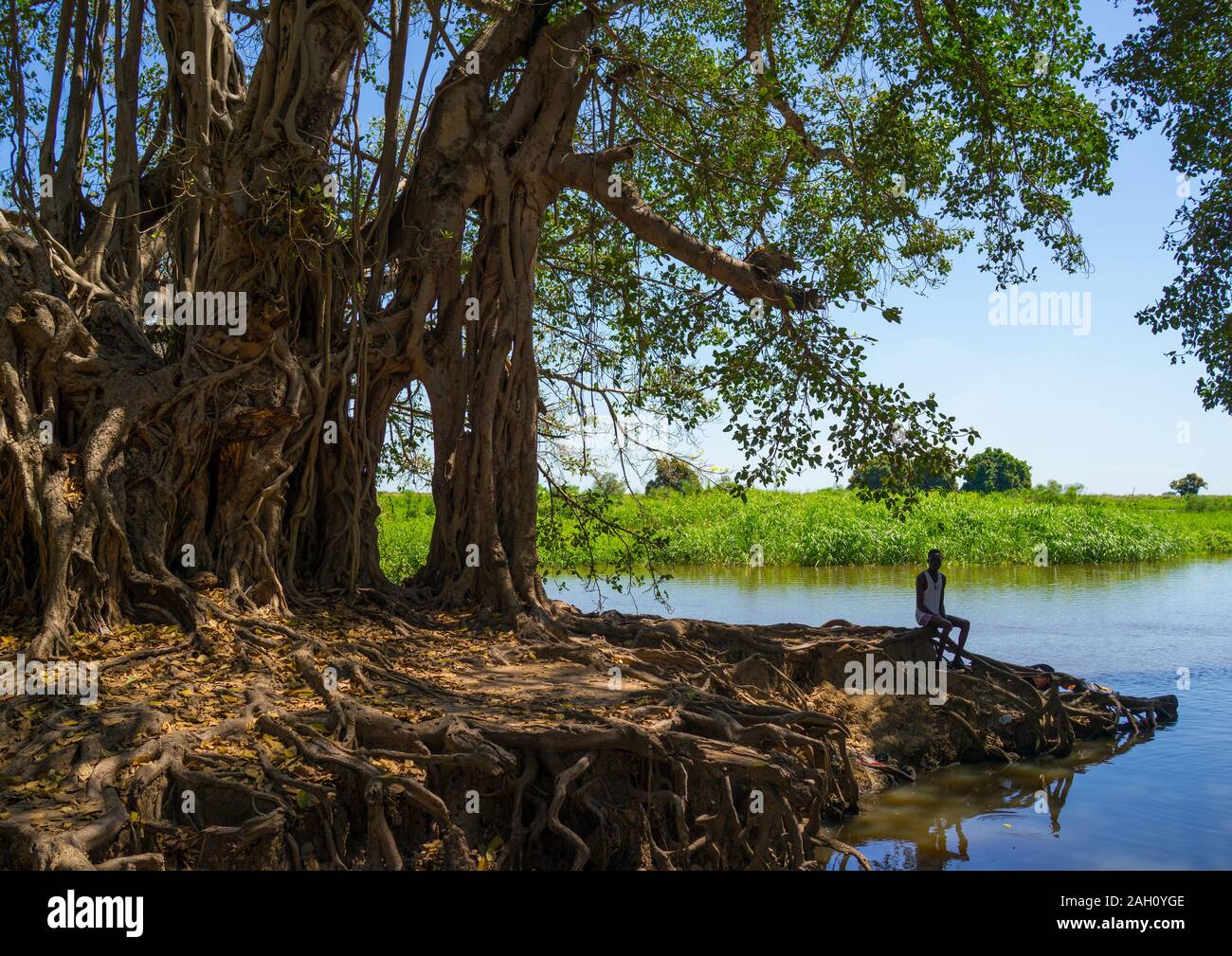 Huge trees on the white Nile, Central Equatoria, Terekeka, South Sudan ...