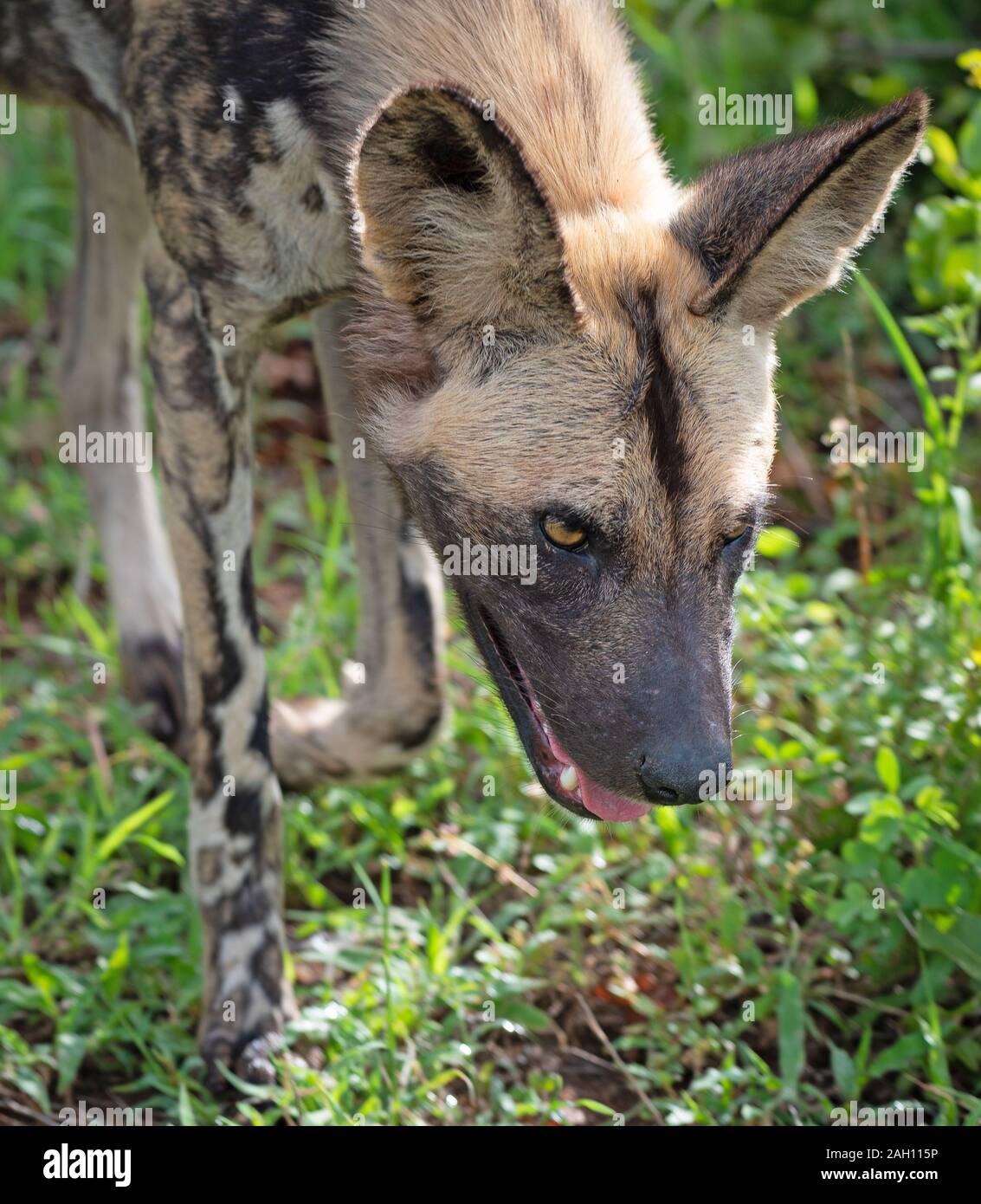 Lycaon hunt hi-res stock photography and images - Alamy