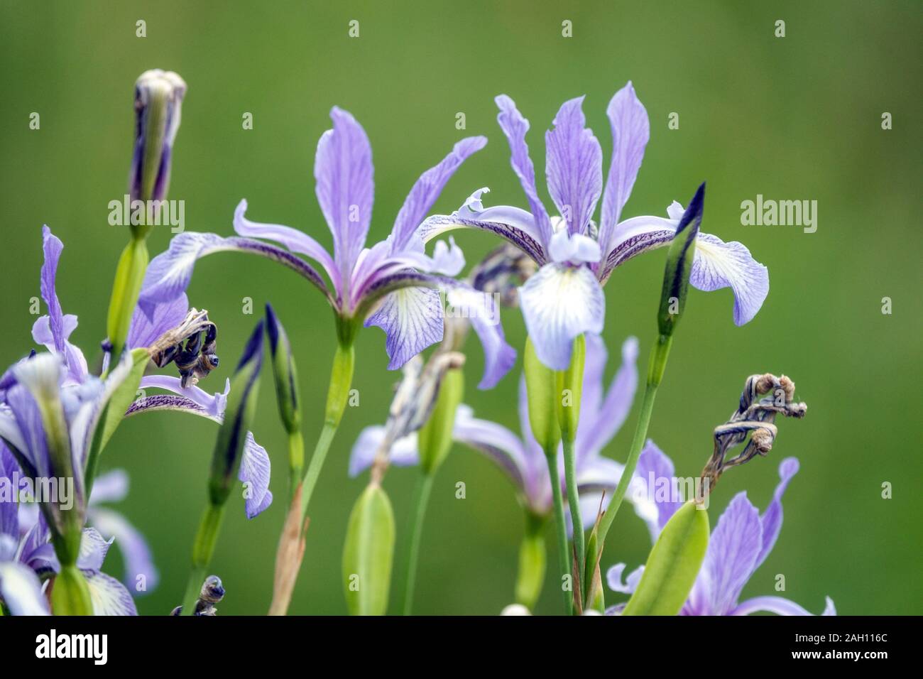 Blue flag iris hi-res stock photography and images - Alamy