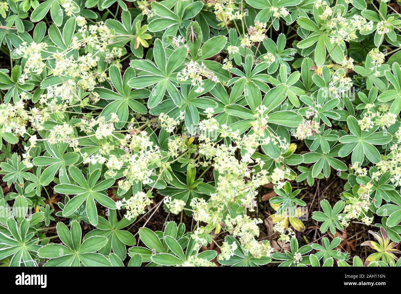 Nitida hi-res stock photography and images - Alamy