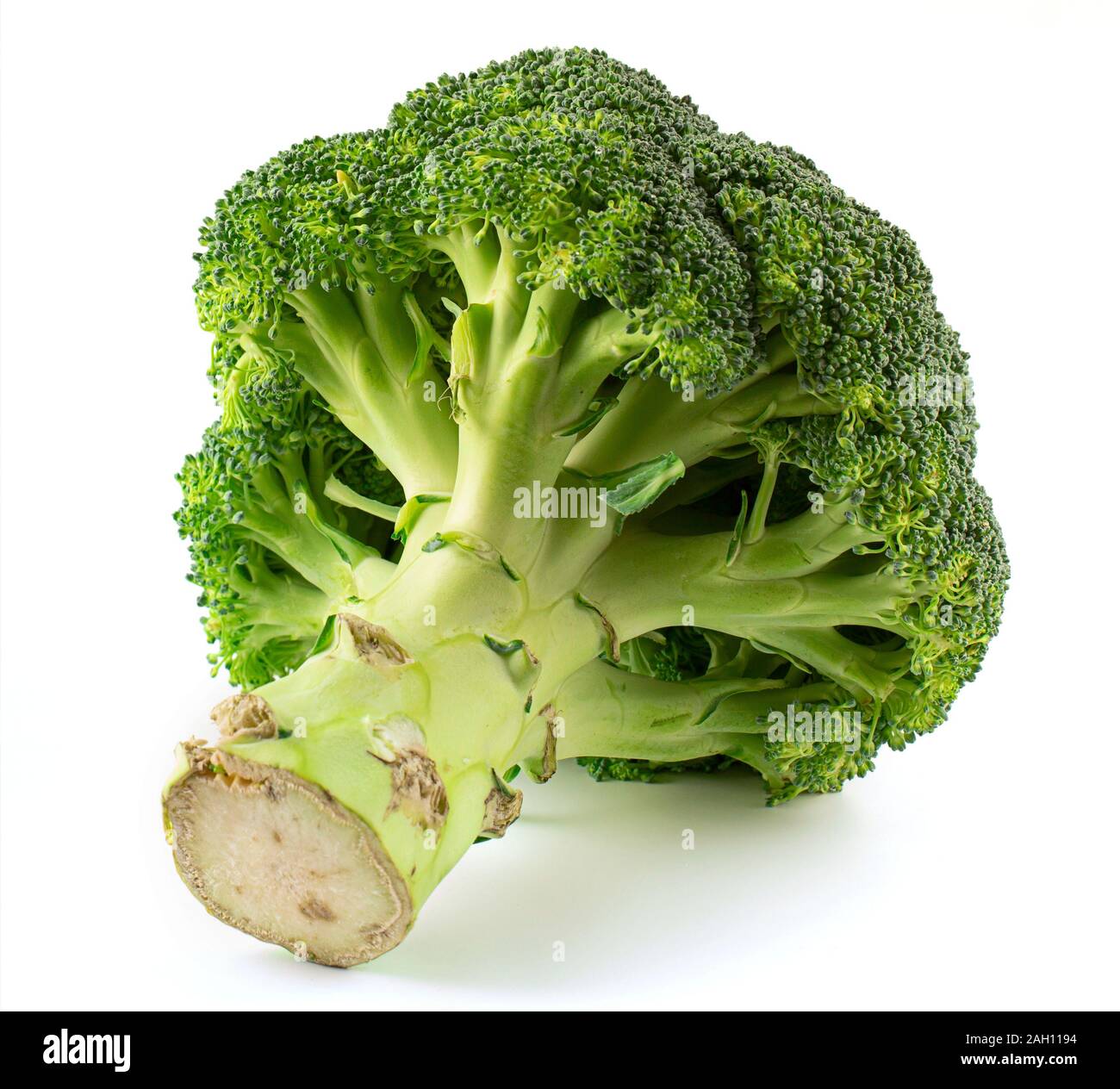 Brassica oleracea var italica Broccoli isolated against white ...