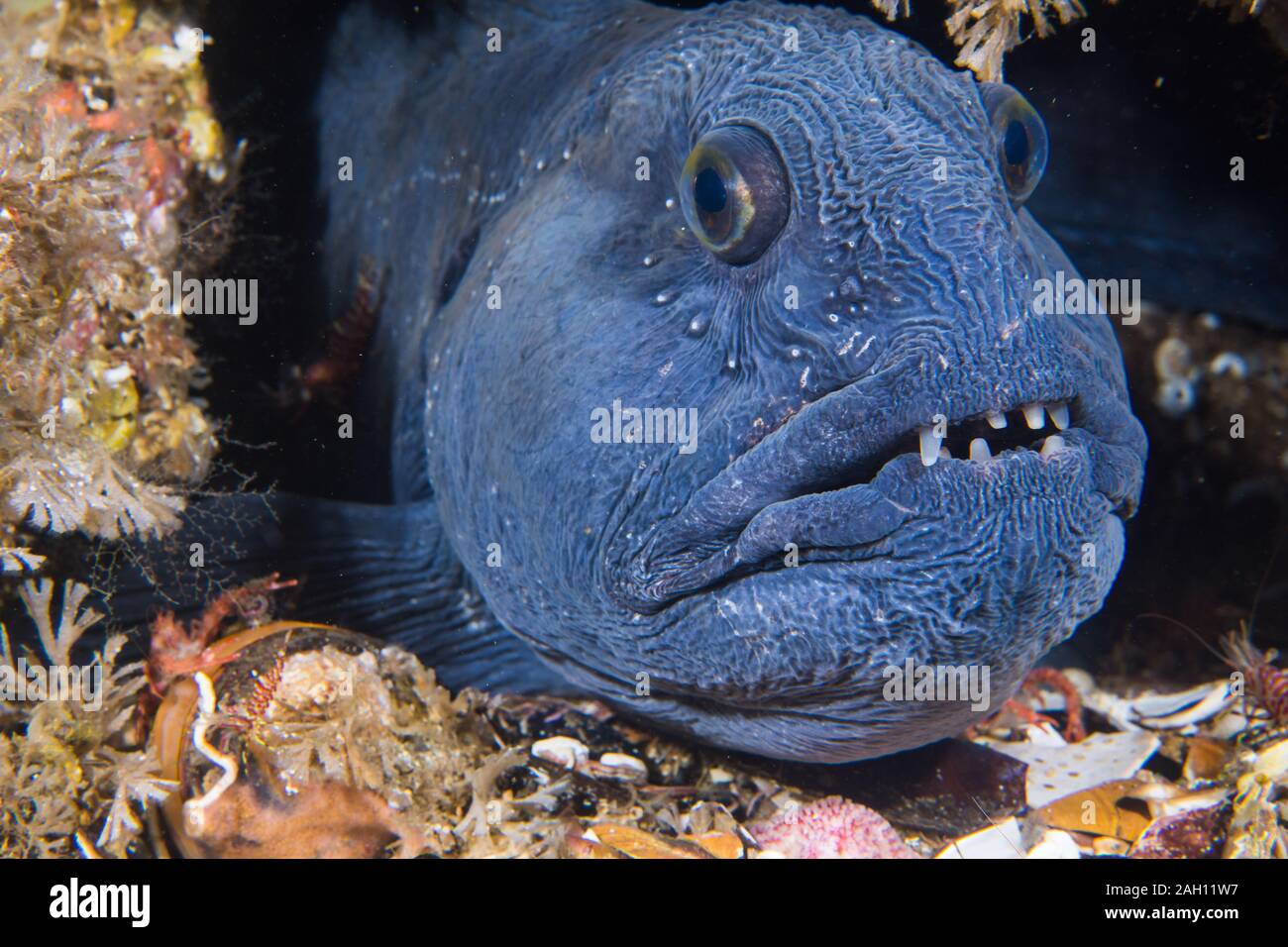 Wolf eel aquarium hi-res stock photography and images - Alamy