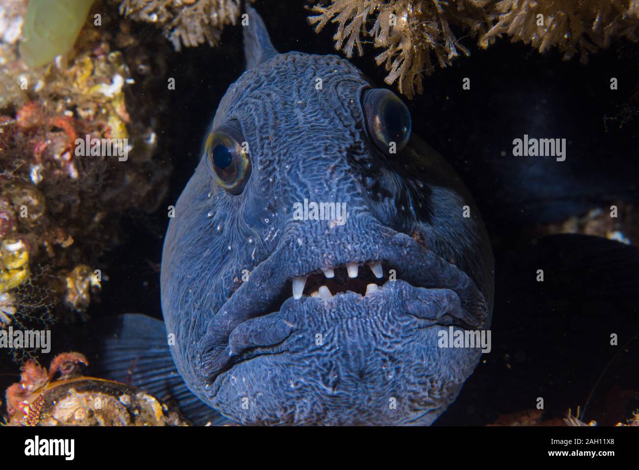 Atlantic wolffish (Anarhichas lupus) at Saltstraumen, Norway Stock ...