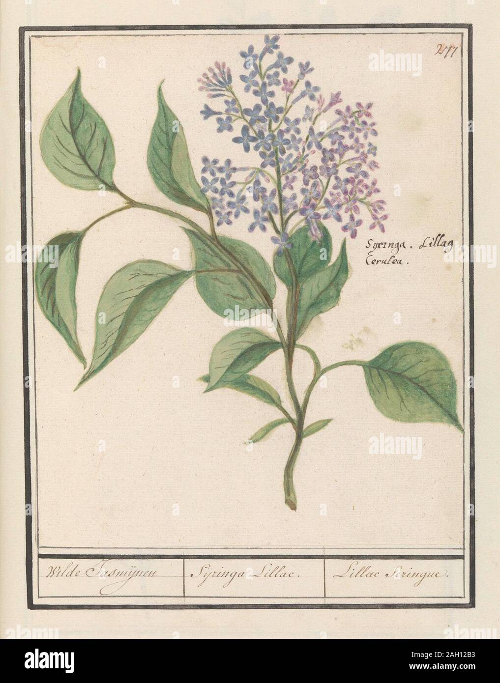 Syringa Vulgaris Drawing High Resolution Stock Photography and Images ...
