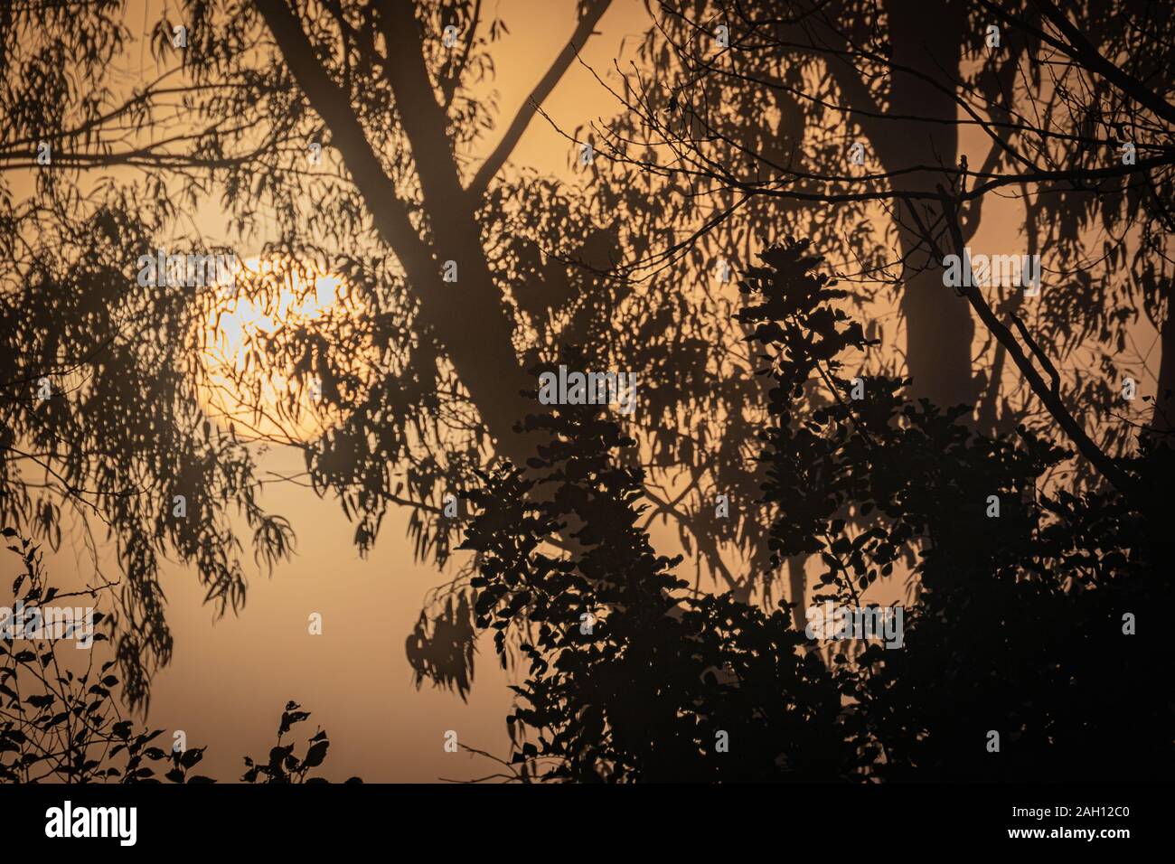 Sun backlighting the tree hi-res stock photography and images - Alamy