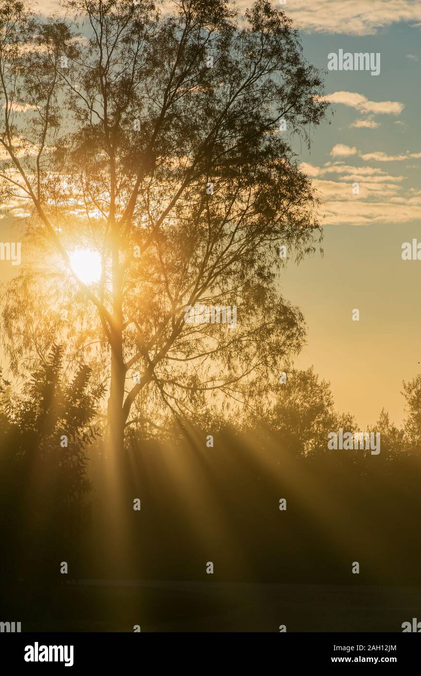 Reflections of the sun between the trees Stock Photo - Alamy