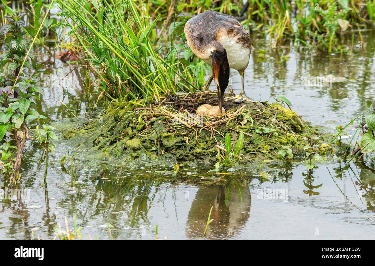 Delightfully elegant waterbird hi-res stock photography and images - Alamy