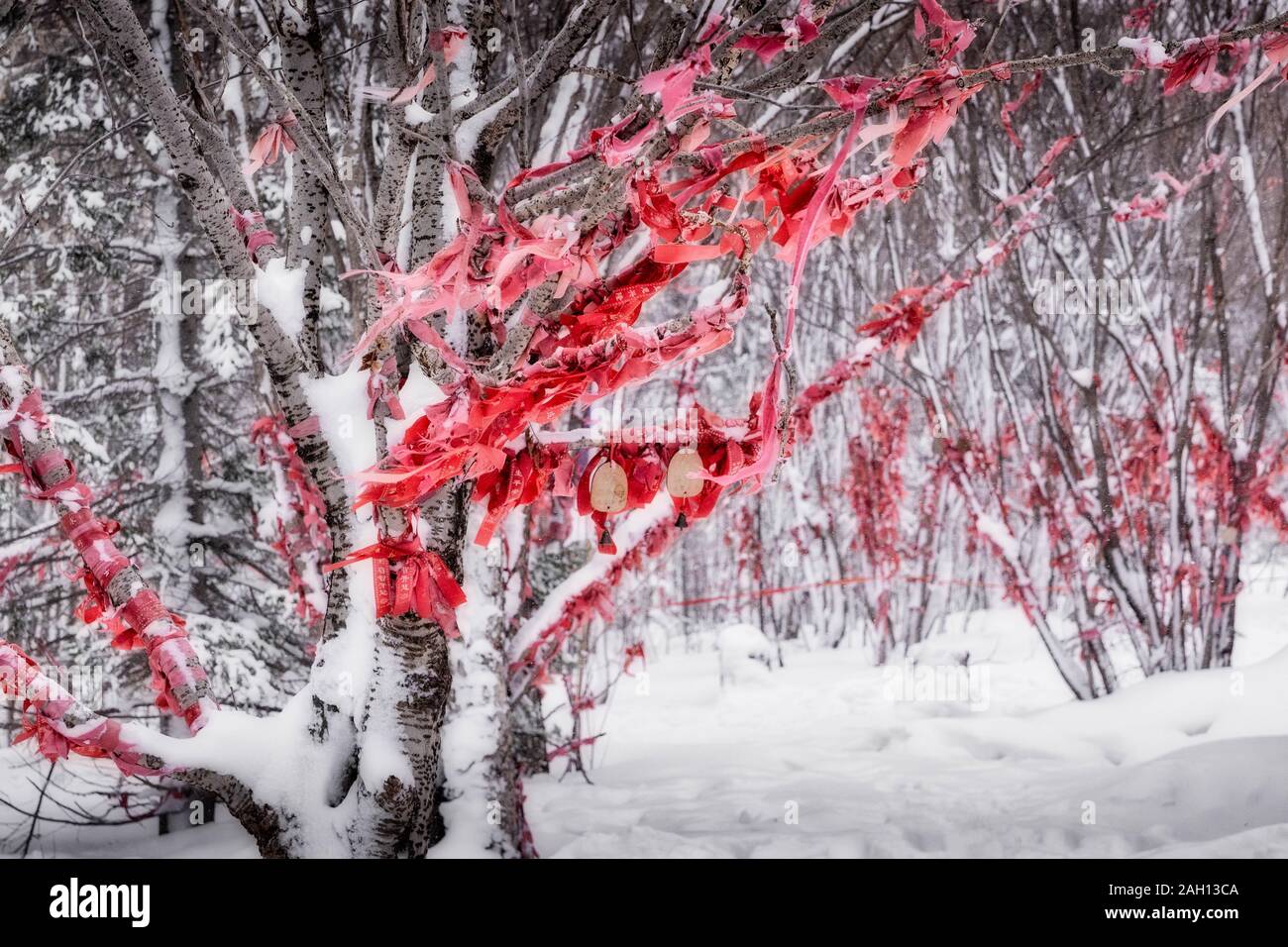 Red ribbons of good luck tied to the tree branches that are covered in ...
