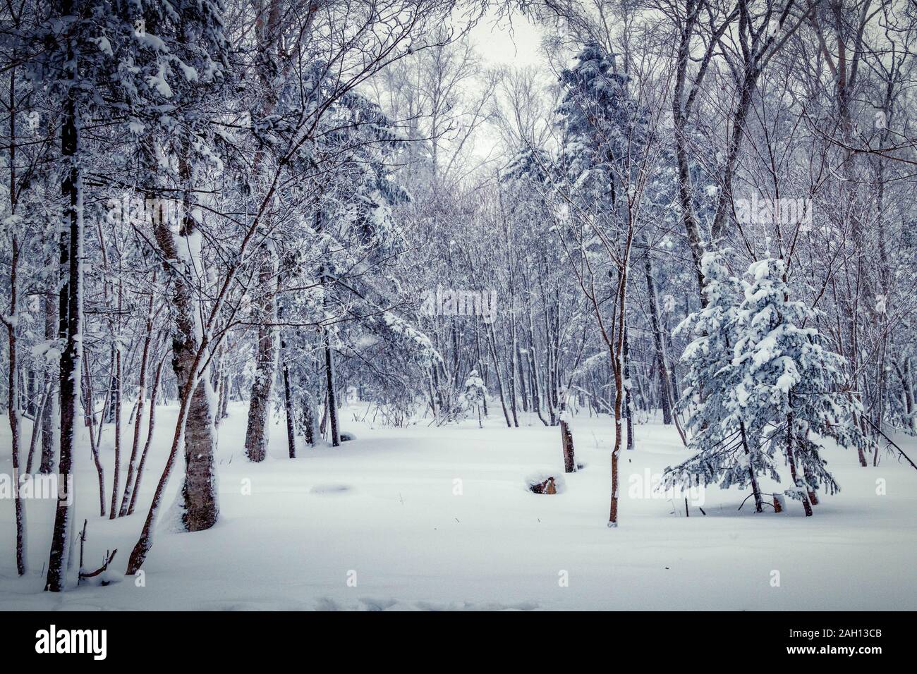 Snow and frost covered trees in wood forest during snowing winter in ...