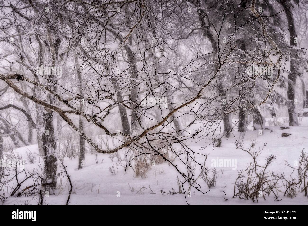 Snow and frost covered trees in wood forest during snowing winter in ...