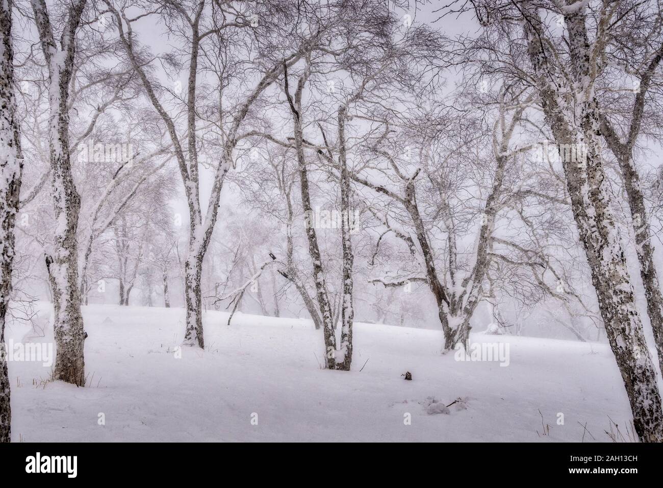 Snow and frost covered trees in wooded forest during snowing winter in ...
