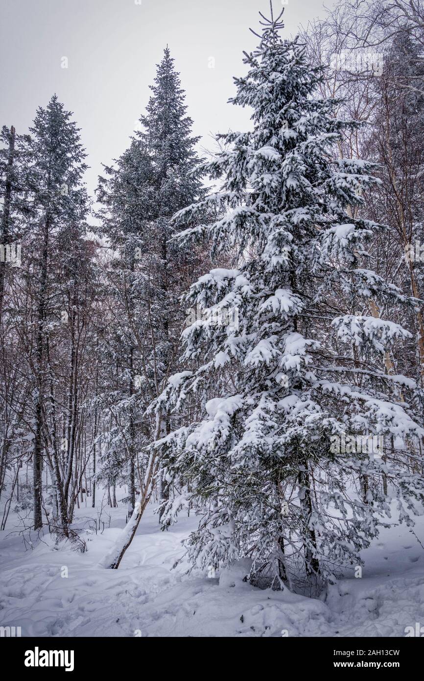Snow and frost covered trees in wooded forest during snowing winter in ...