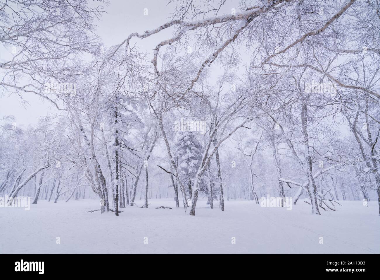 Snow and frost covered trees in snowing wooded forest of Harbin ...