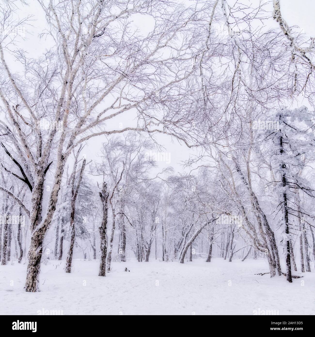 Snow and frost covered trees in snowing wooded forest of Harbin ...