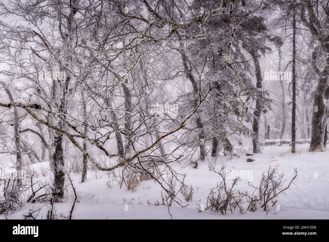 Snow and frost covered trees in wood forest during snowing winter in ...