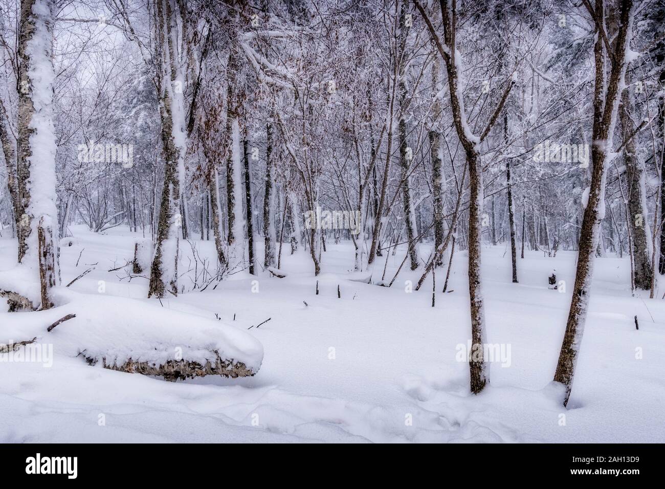Snow and frost covered trees in wooded forest during snowing winter in ...