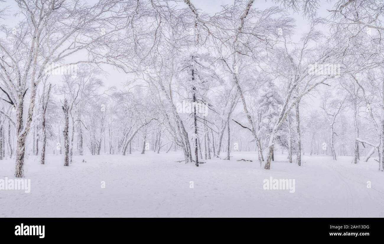 Snow and frost covered trees in snowing wooded forest of Harbin ...