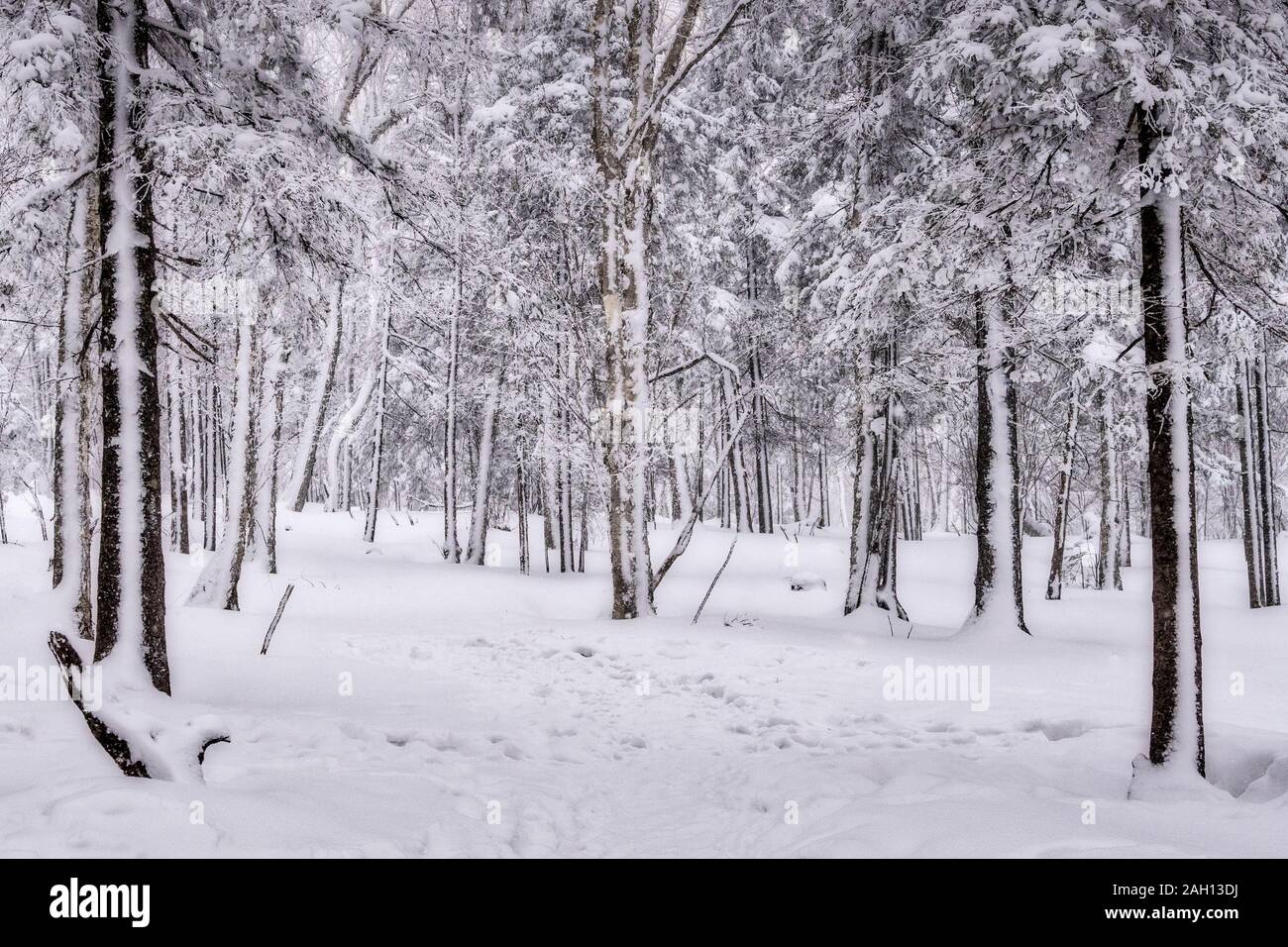 Snow and frost covered trees in wood forest during snowing winter in ...
