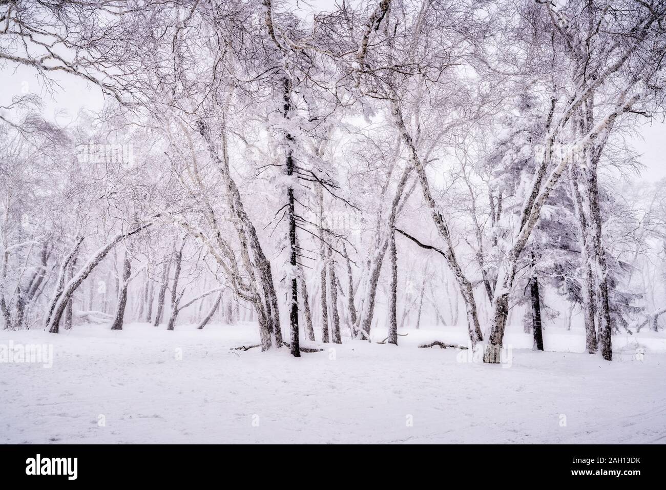 Snow and frost covered trees in snowing wooded forest of Harbin ...