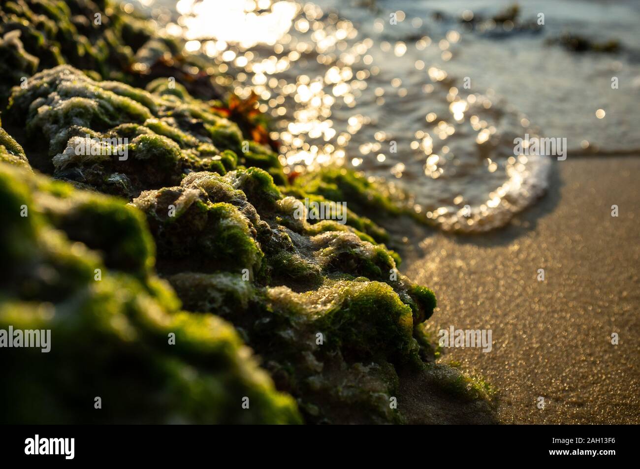 Seaweed on rocks hi-res stock photography and images - Alamy