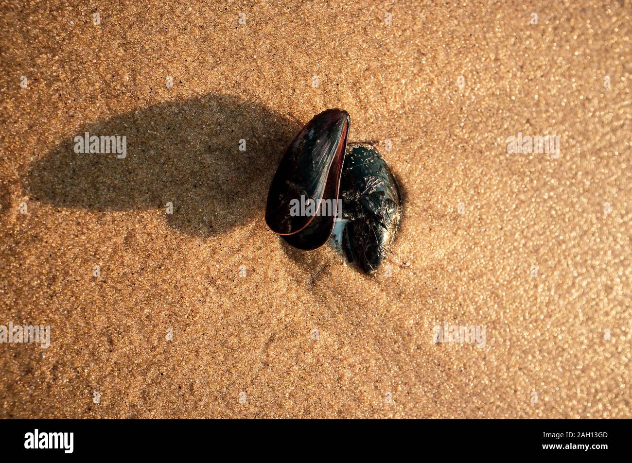 Long Mussle High Resolution Stock Photography and Images - Alamy