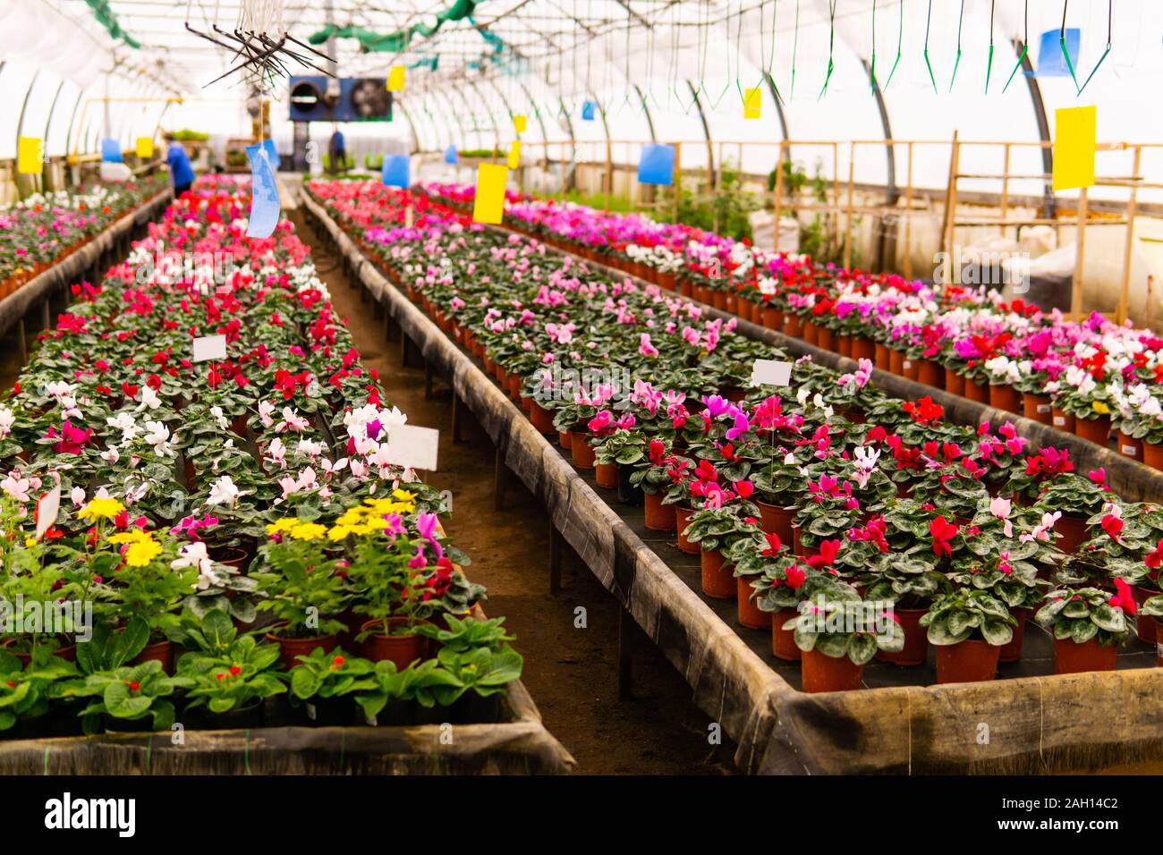 Floriculture greenhouse hi-res stock photography and images - Alamy