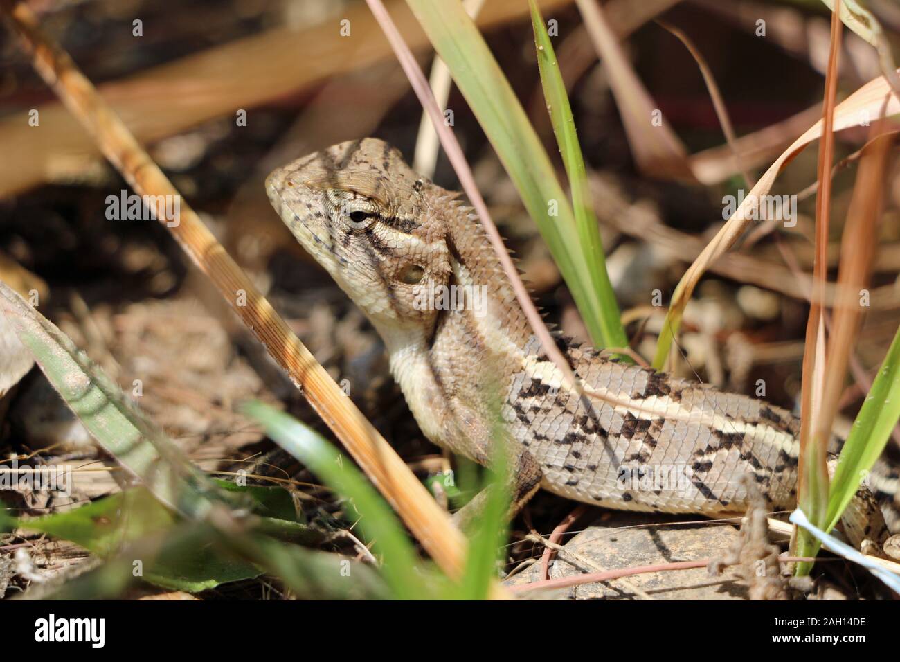 Lizard nepal reptile wildlife hi-res stock photography and images - Alamy