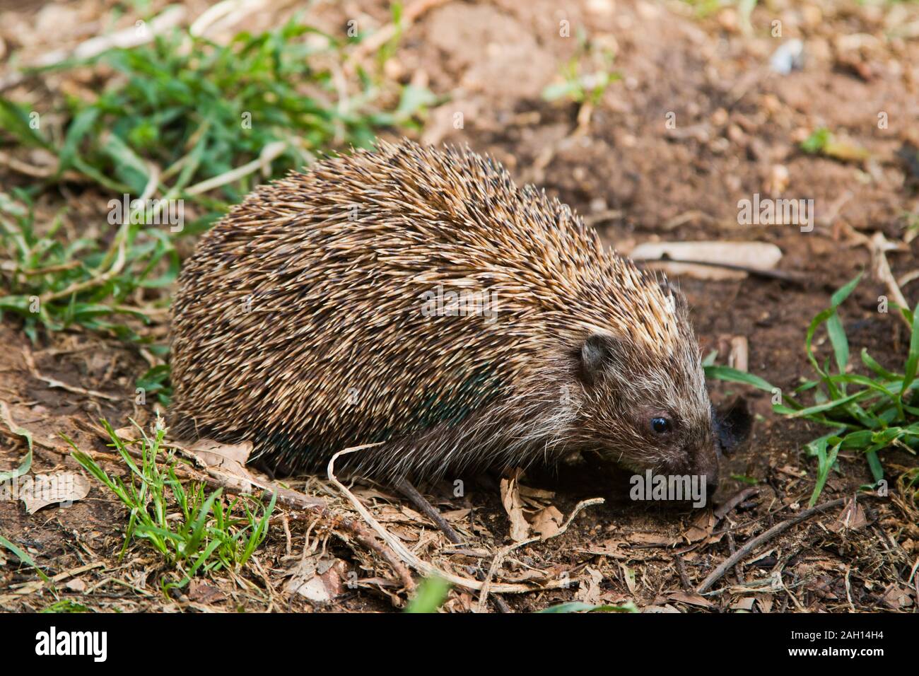 Spiny bellied hi-res stock photography and images - Alamy
