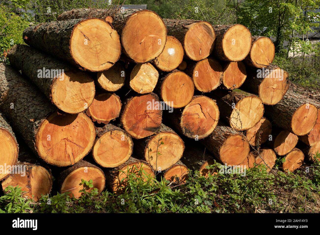 Pile of logs Stock Photo - Alamy