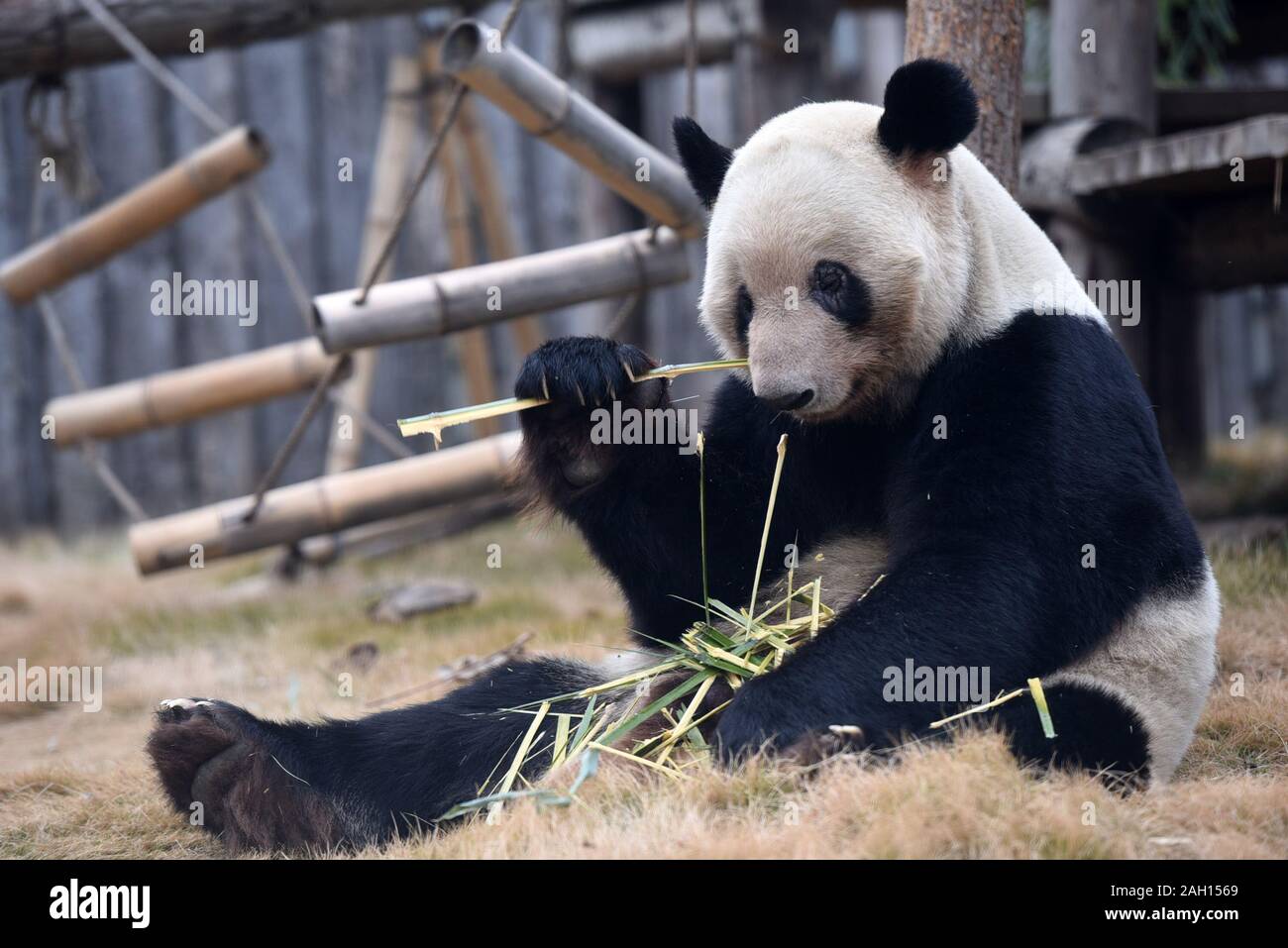 A giant panda eats bamboo at Huai'an Zoo before returning to the ...