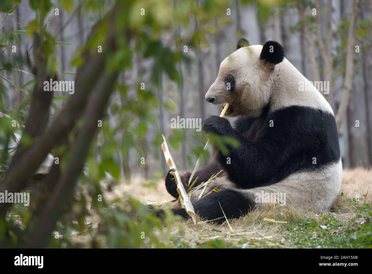 A giant panda eats bamboo at Huai'an Zoo before returning to the ...