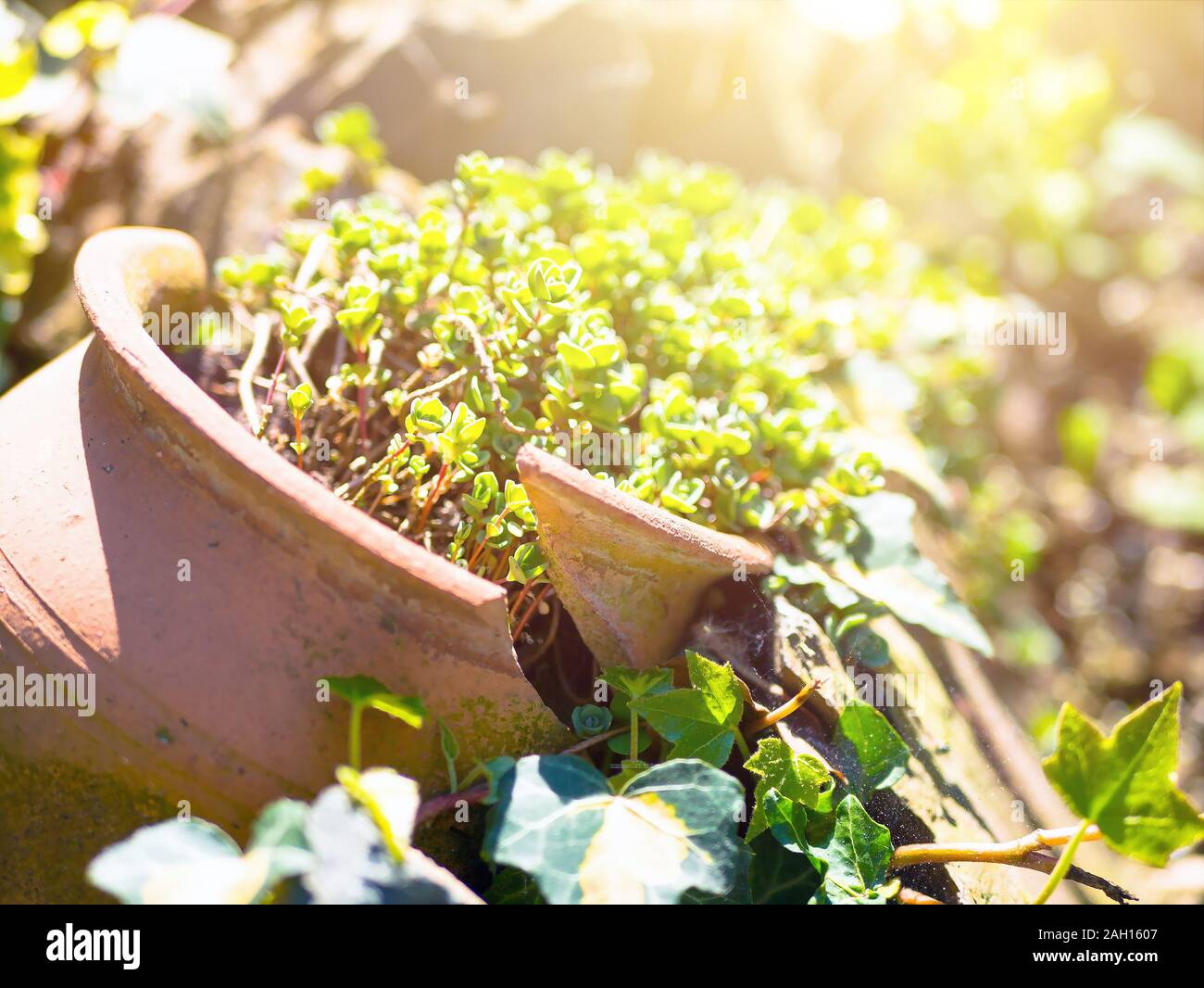 Tire plant pot hi-res stock photography and images - Alamy