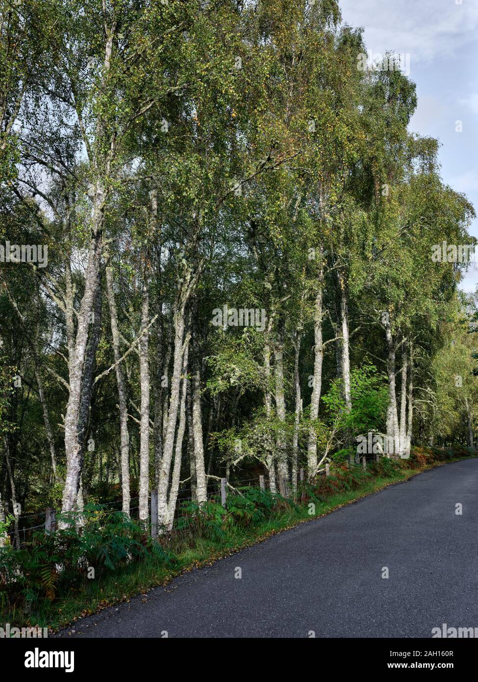 Tomich hi-res stock photography and images - Alamy