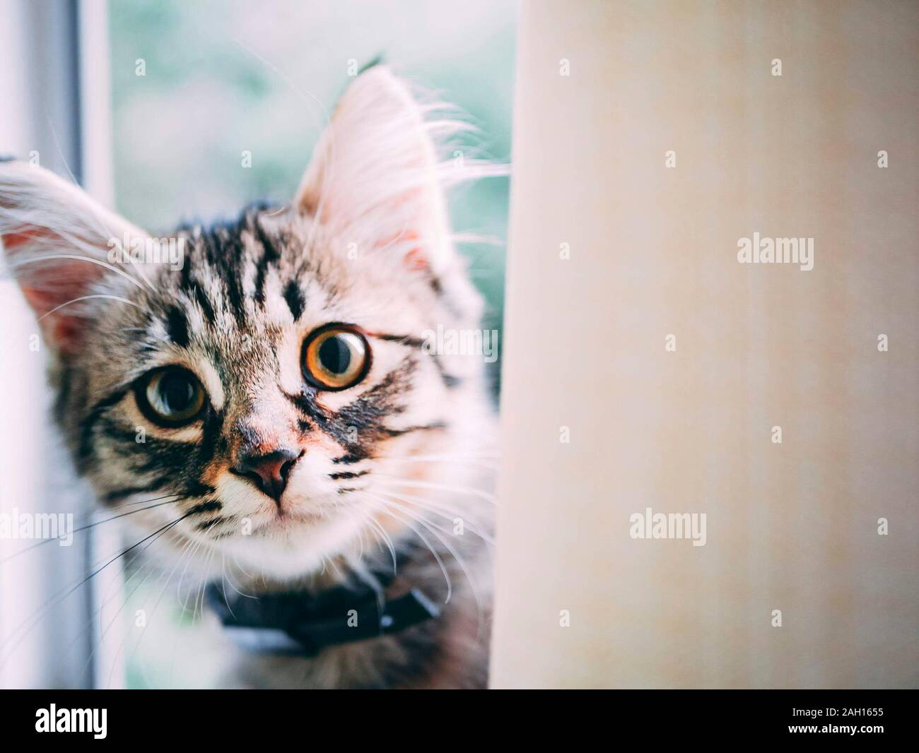 Top view Funny resting cat in the balcony on sunny hot summer day ...