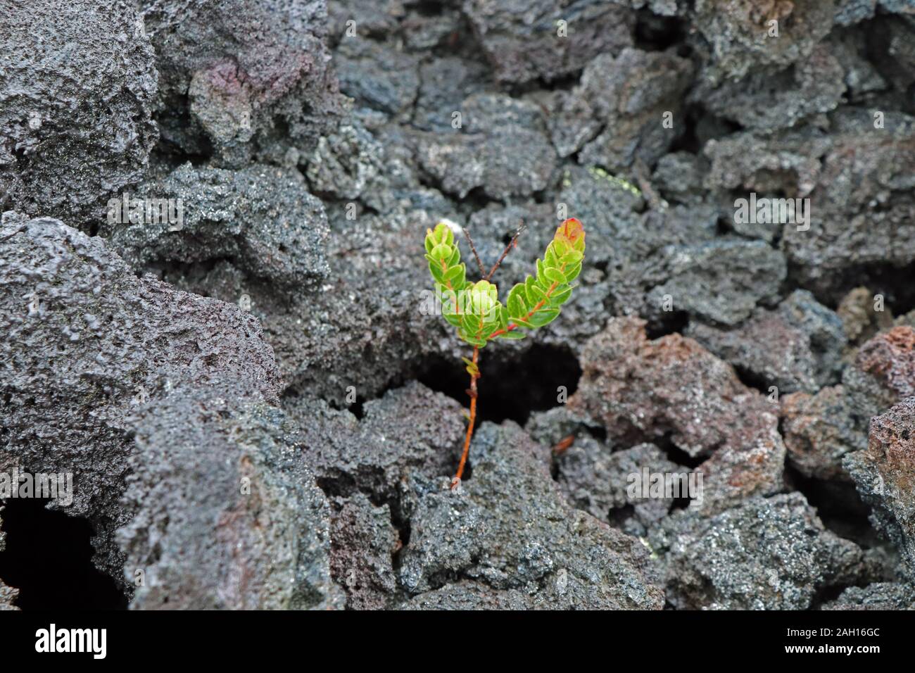Volcanic gas in kilauea hi-res stock photography and images - Alamy