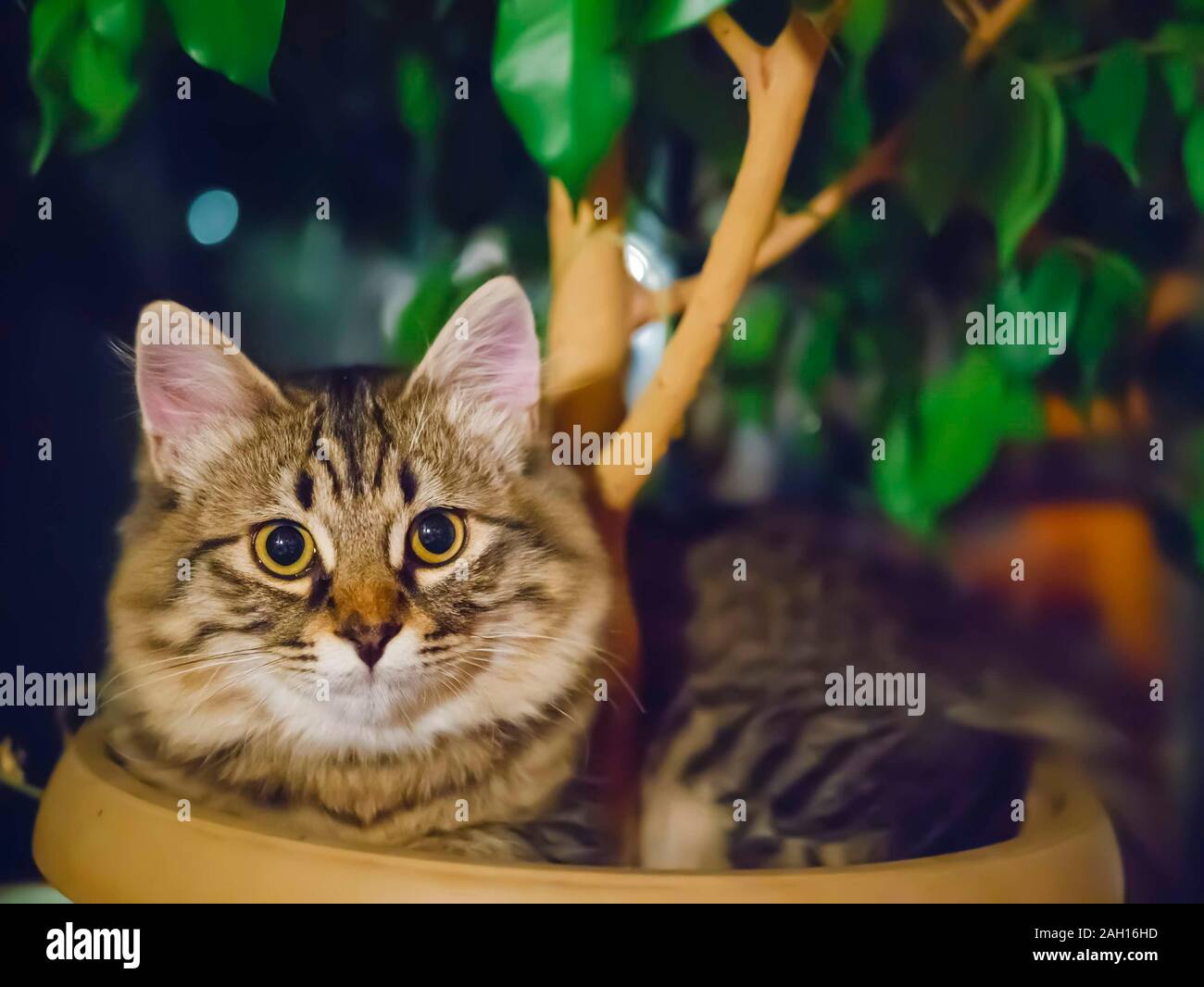 Shocked expression and cat hi-res stock photography and images - Alamy