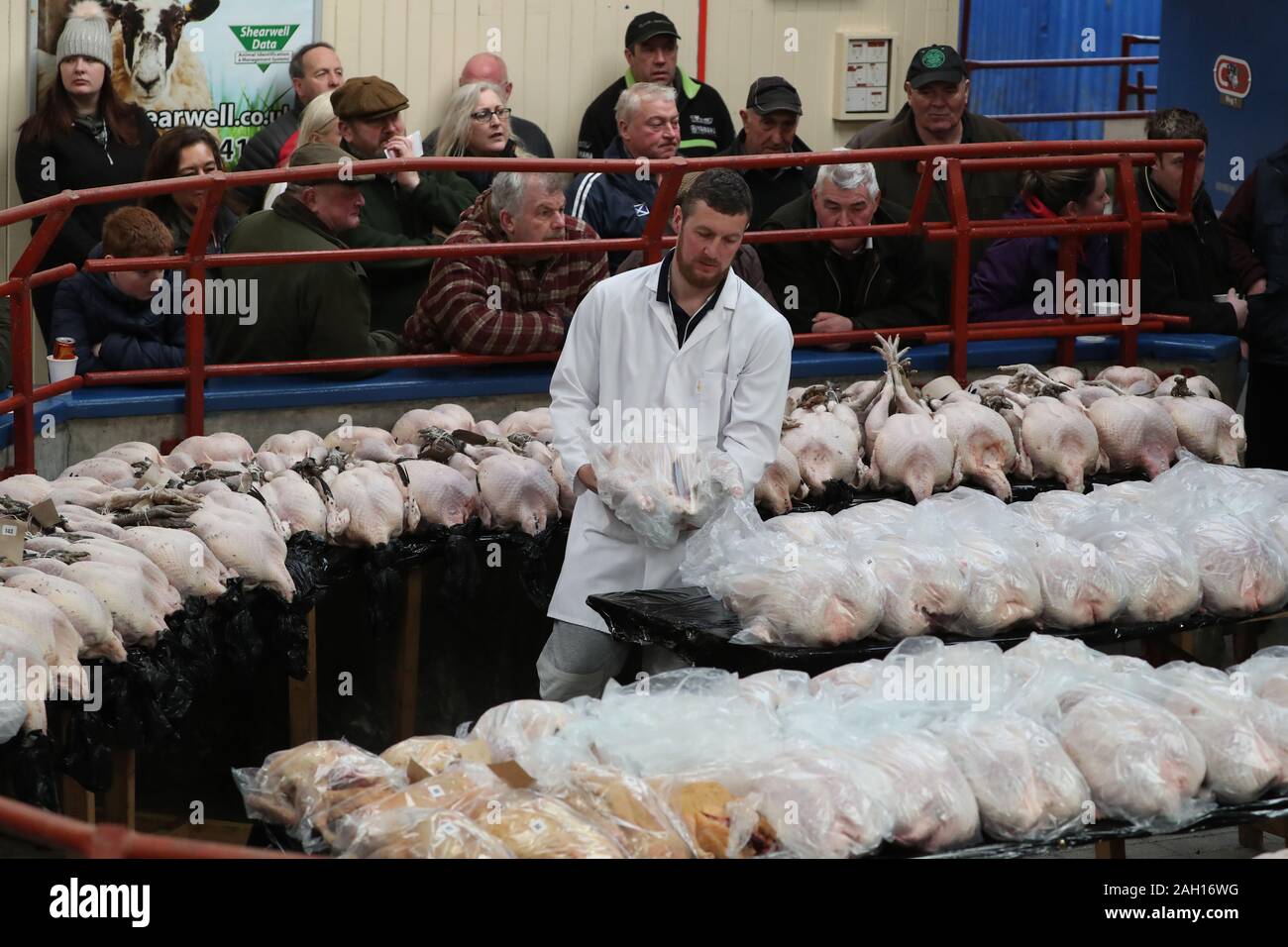 Auction staff move turkeys hi-res stock photography and images - Alamy