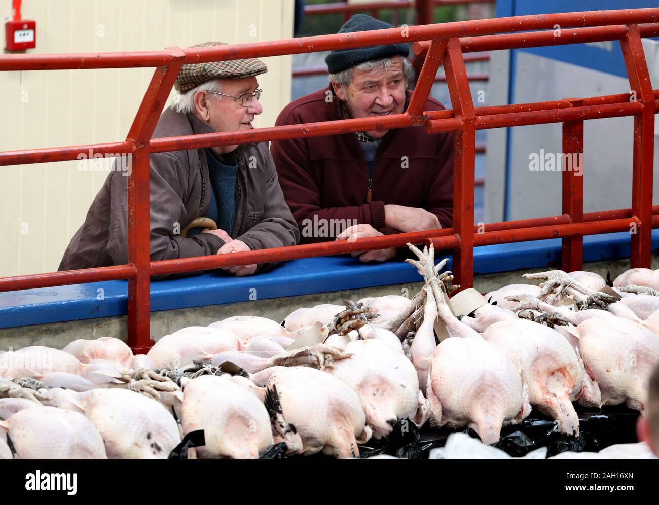 Plucked turkey hi-res stock photography and images - Alamy