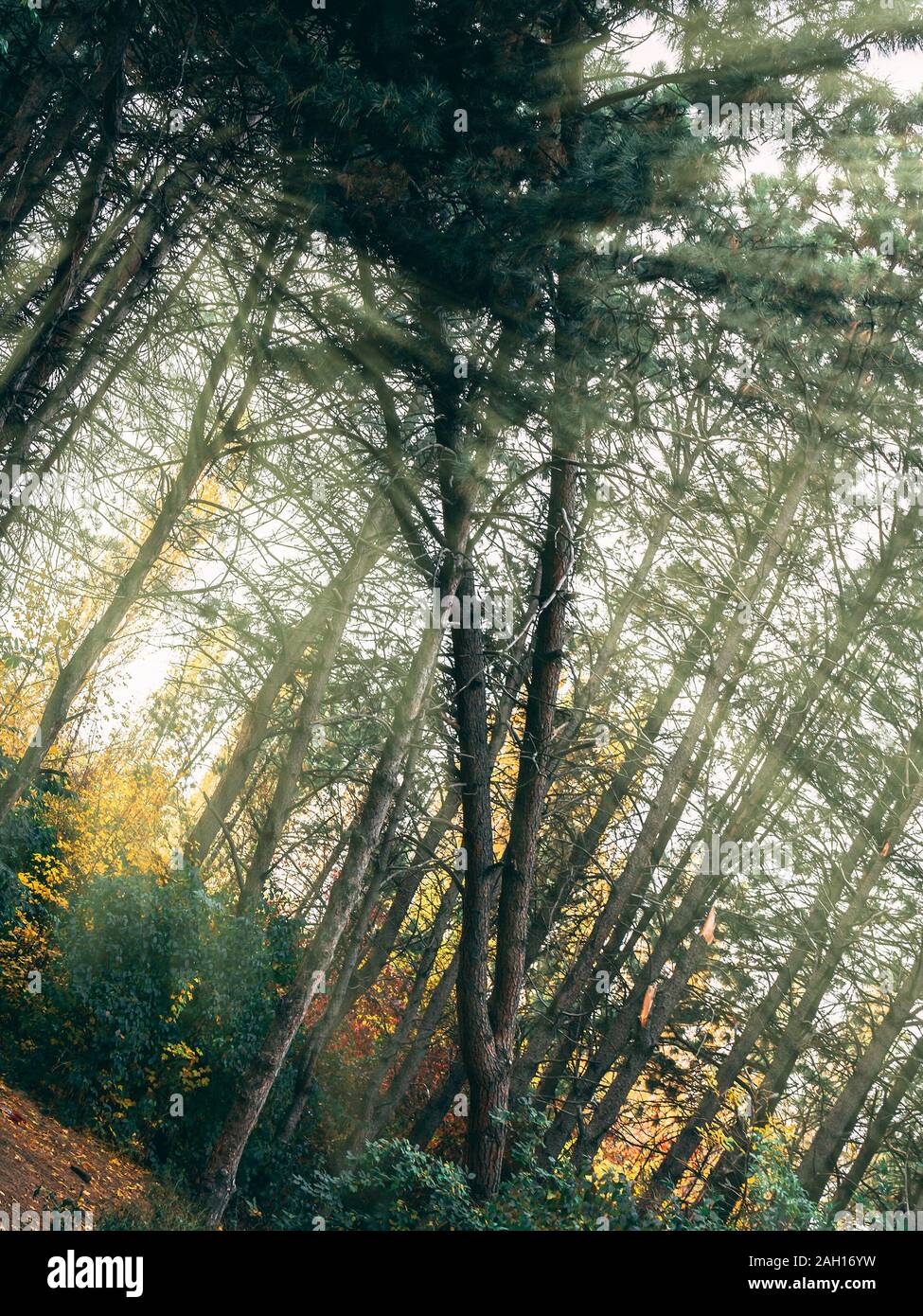 Big tilted tree hi-res stock photography and images - Alamy