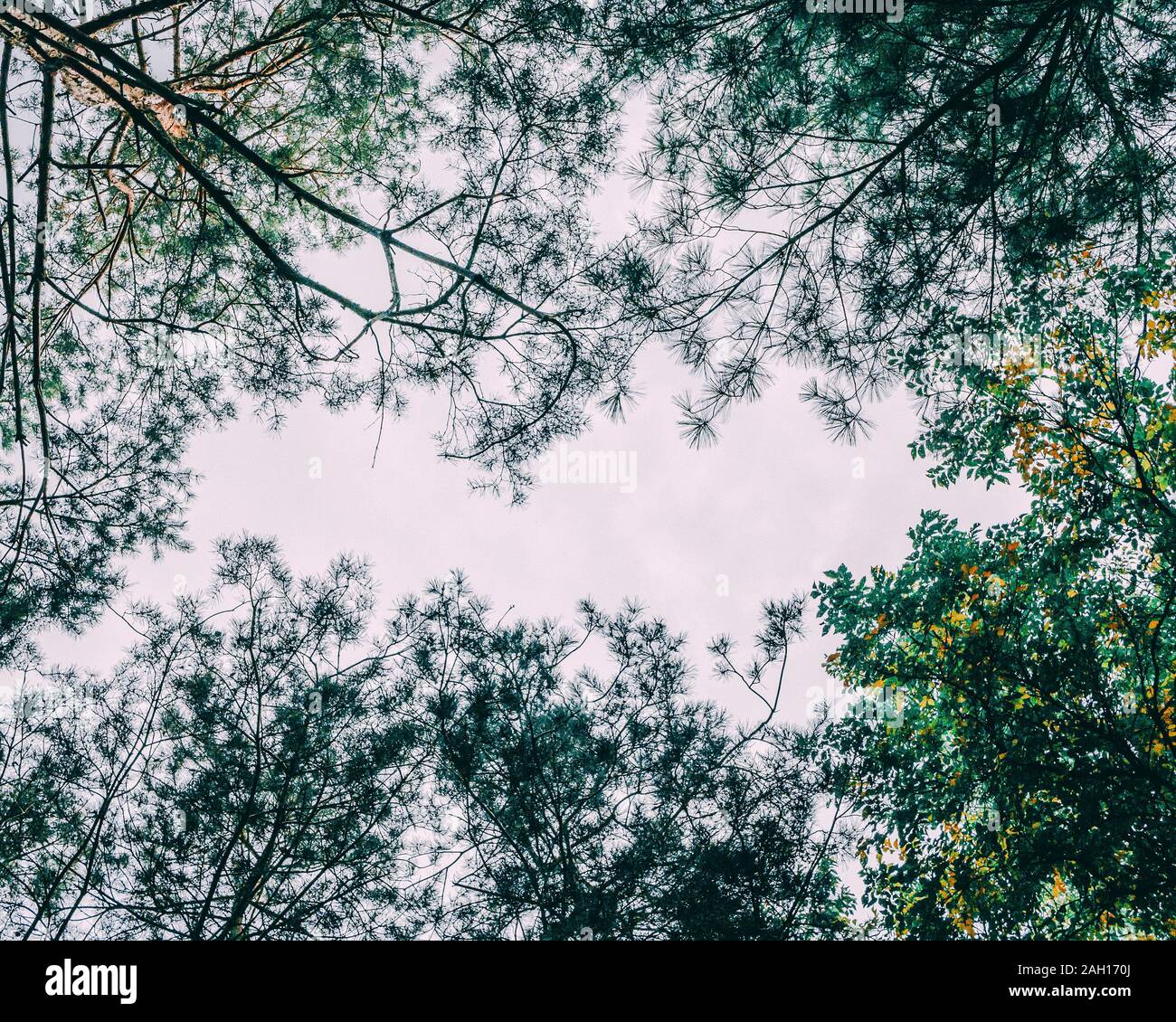 the nature background of pine forest up view Stock Photo - Alamy