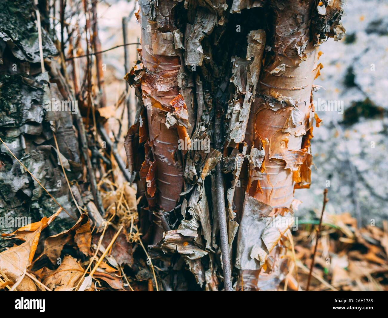 Finnish old-growth forest in the spring. Closeup of birch tree bark ...