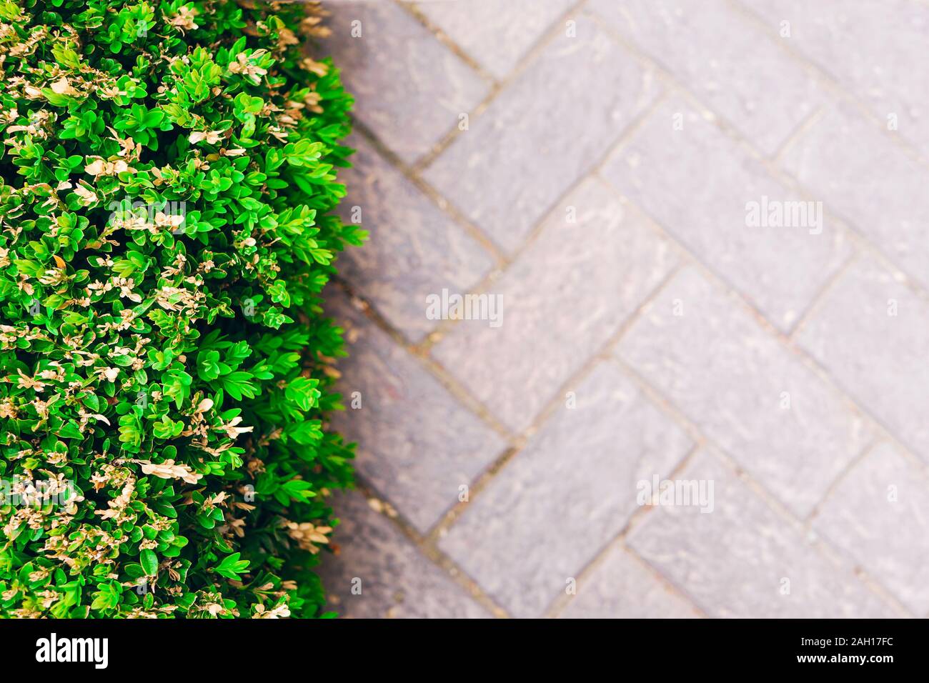 Roadside paving top view and green bushes with copy space for text ...