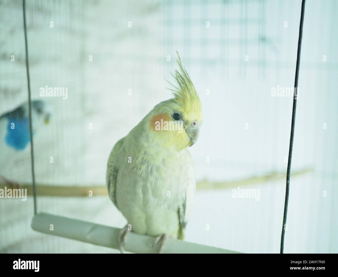 A yellow parrot corella is sitting on a swing Stock Photo - Alamy