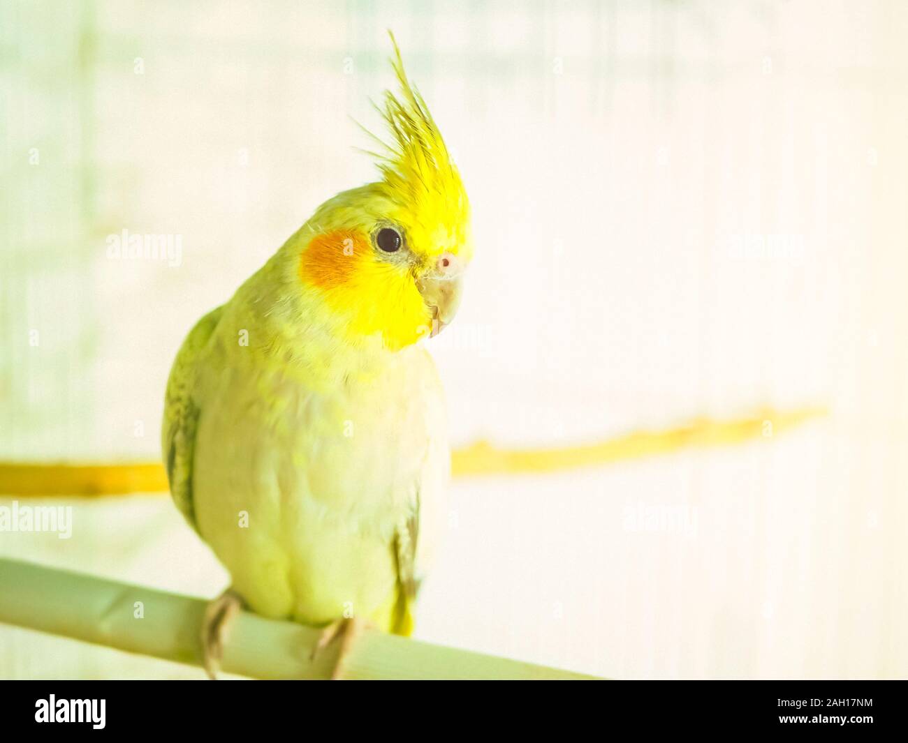 A yellow parrot corella is sitting on a swing Stock Photo - Alamy