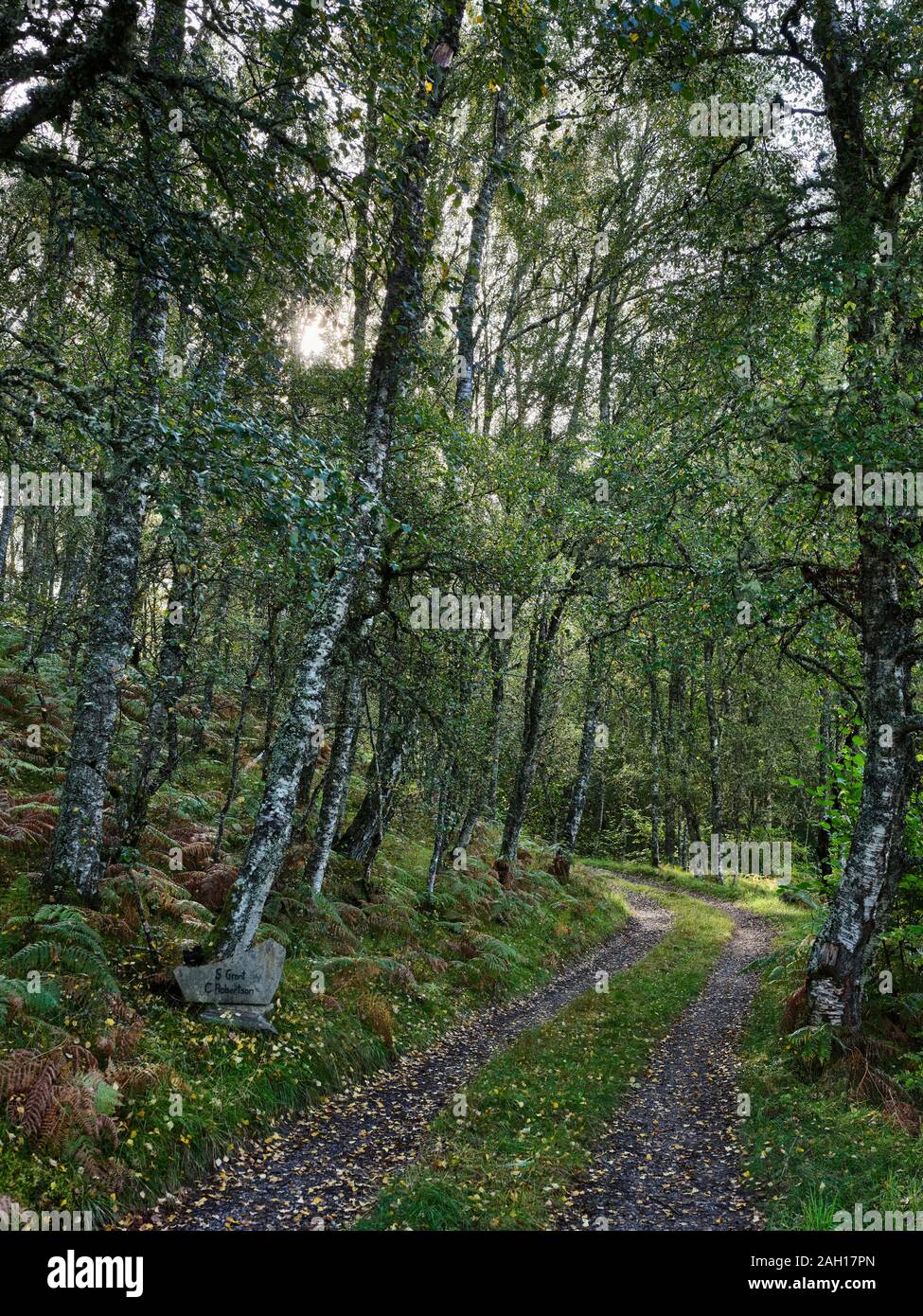 Autumn Birch Trees line a pathway through woodland off the road to the ...
