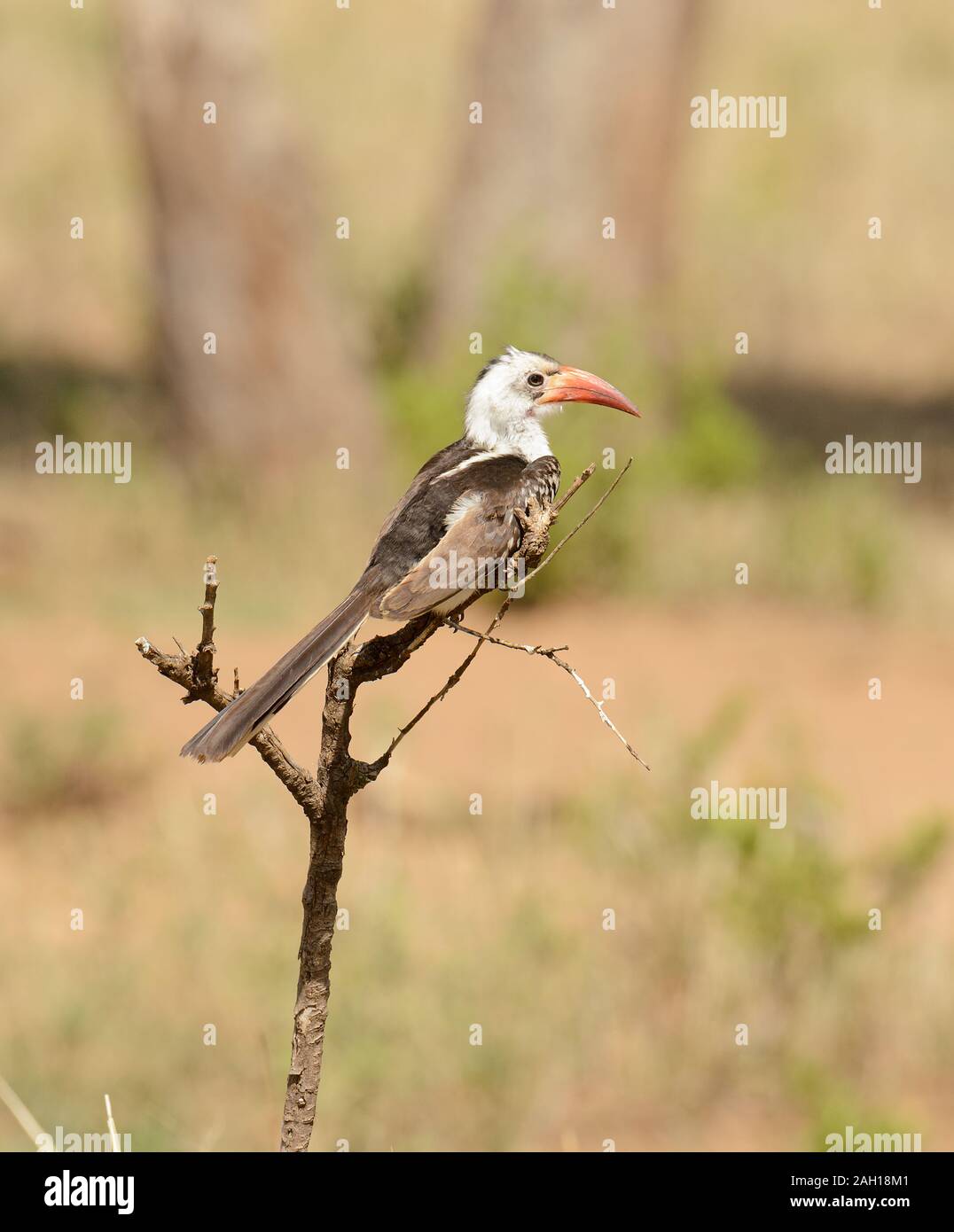 Tockus ruahae hi-res stock photography and images - Alamy