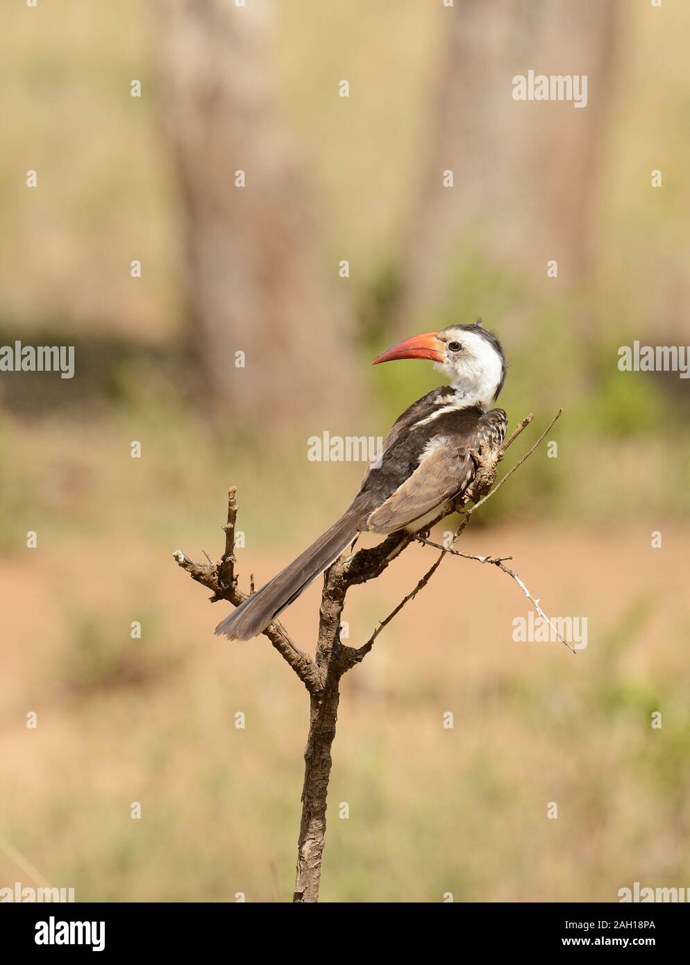 Tockus ruahae hi-res stock photography and images - Alamy